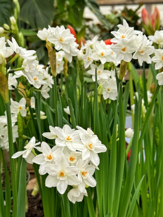 Growing Paperwhites Indoors: Planting and Styling Ideas | Bricks ’n ...