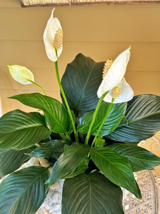 Peace Lily Care 101: Your Guide to Happy, Healthy Plants | Bricks ’n ...