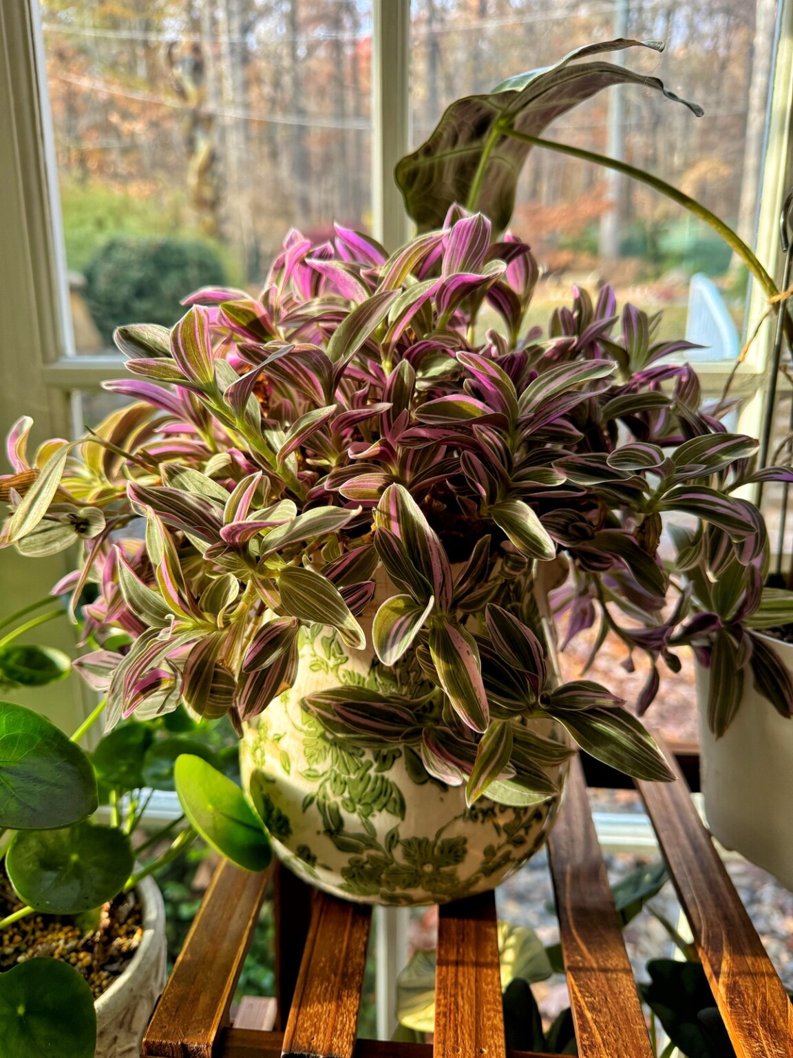 Tradescantia Care: A Beginner's Guide to Inch Plant | Bricks ’n Blooms ...