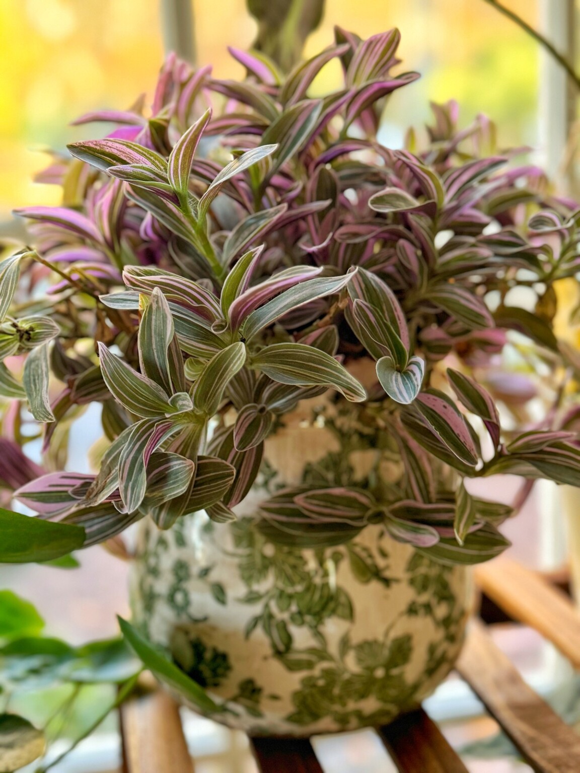 Tradescantia Care: A Beginner's Guide to Inch Plant - Bricks ’n Blooms ...