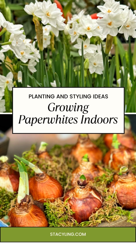 Growing Paperwhites Indoors: Planting and Styling Ideas - Bricks ’n ...