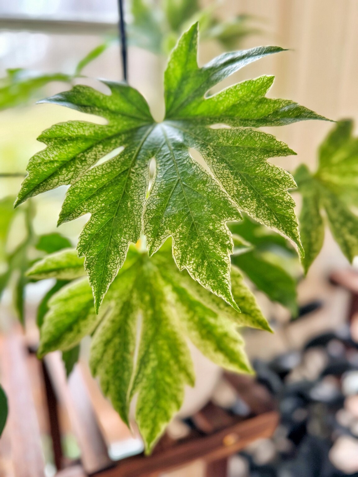 Fatsia Japonica Care: The Complete Guide to Growing Japanese Aralia ...