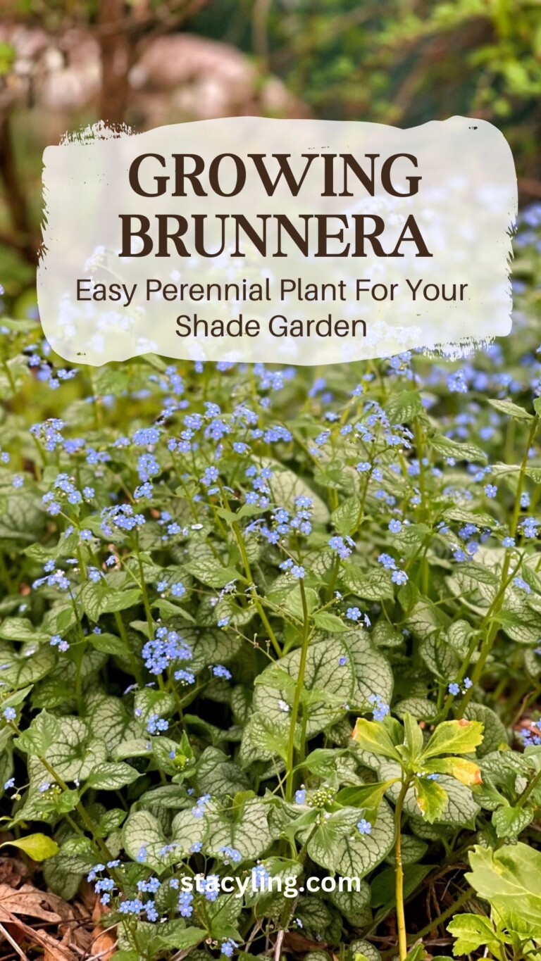 How to Grow Brunnera (Siberian Bugloss): The Perennial Plant For Shade ...