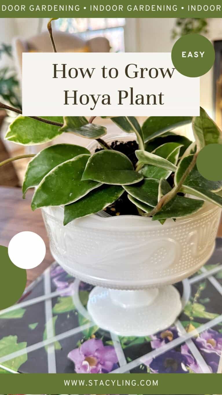 Hoya Plant Care Guide: Confessions of a Wax Plant Addict | Bricks ’n ...