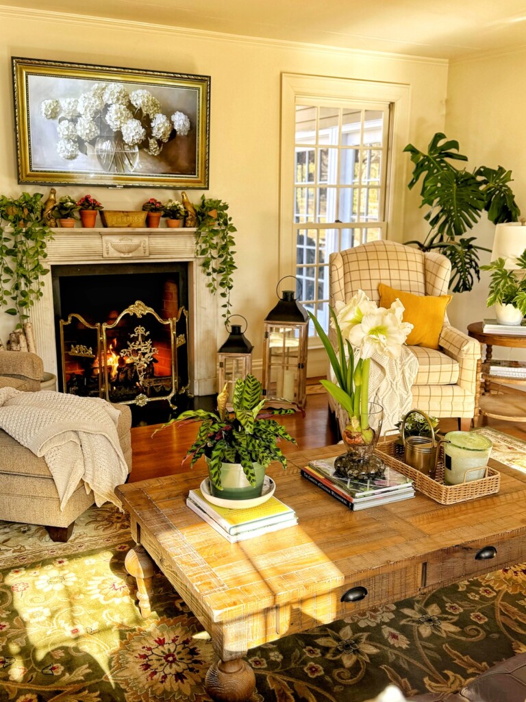 How to Acclimate Tropical Indoor Plants from the Nursery to Your Home ...