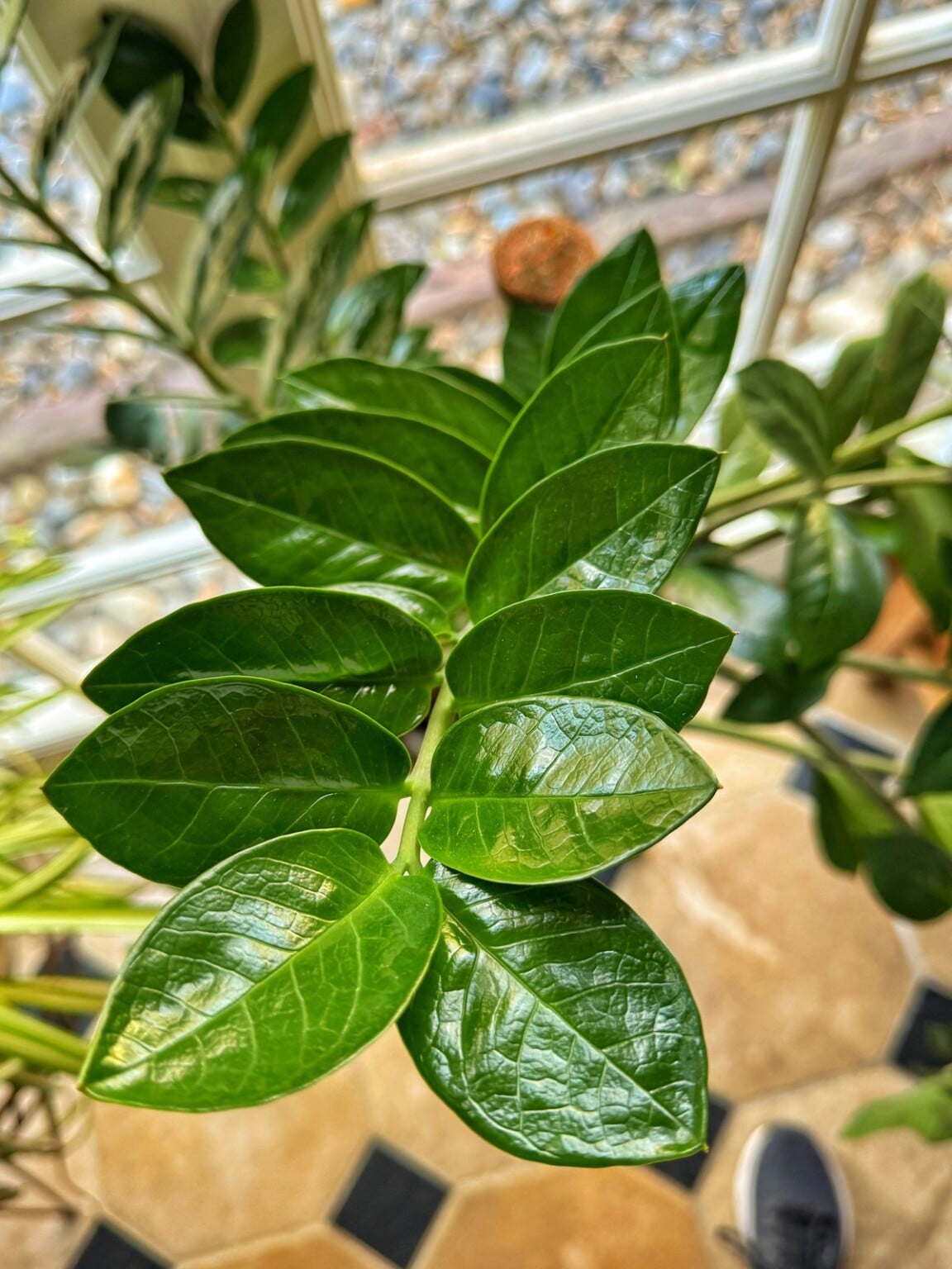 The Unkillable Houseplant: Your Guide to ZZ Plant Care | Bricks ’n ...