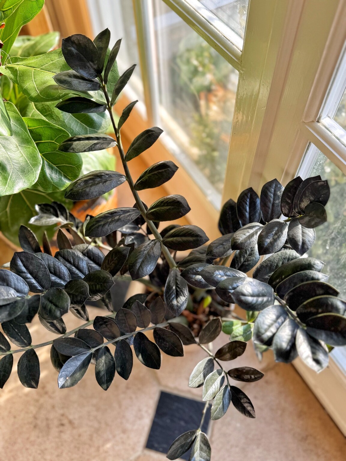 The Unkillable Houseplant: Your Guide to ZZ Plant Care | Bricks ’n ...