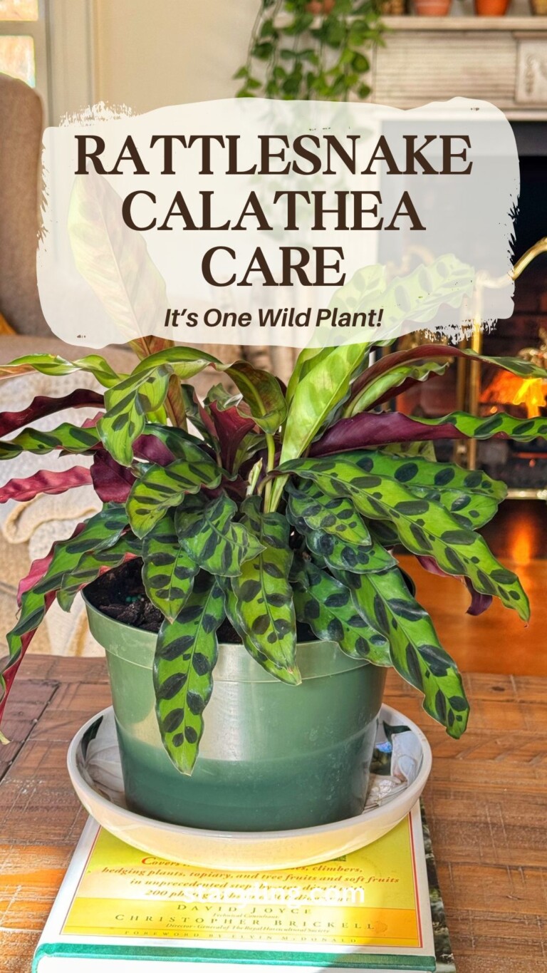 My Rattlesnake Calathea Care Routine: This Plant is Wild! | Bricks ’n ...