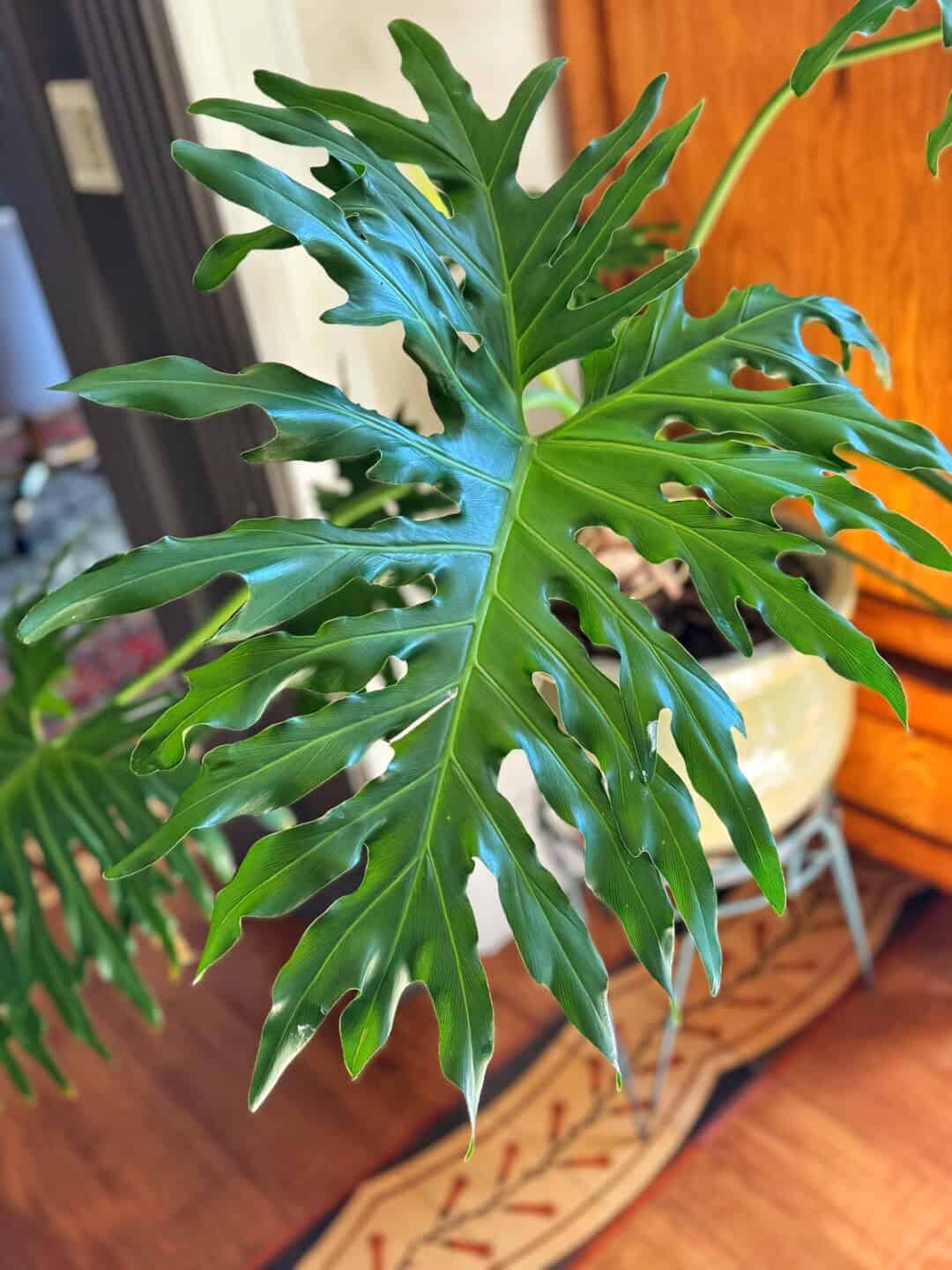 Split Leaf Philodendron Care (Tree Philodendron Growing Guide) | Bricks ...