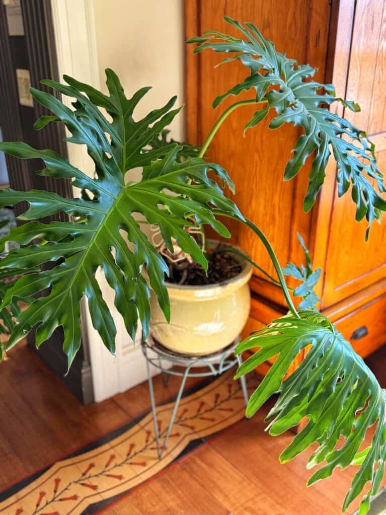 Split Leaf Philodendron Care (Tree Philodendron Growing Guide) | Bricks ...