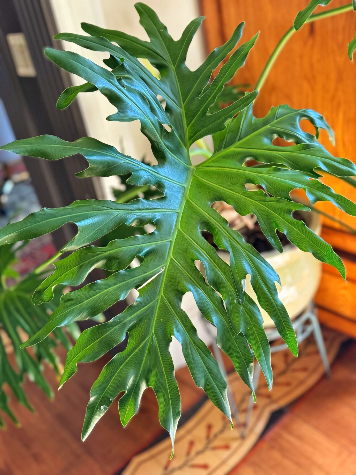 Split Leaf Philodendron Care (Tree Philodendron Growing Guide) | Bricks ...