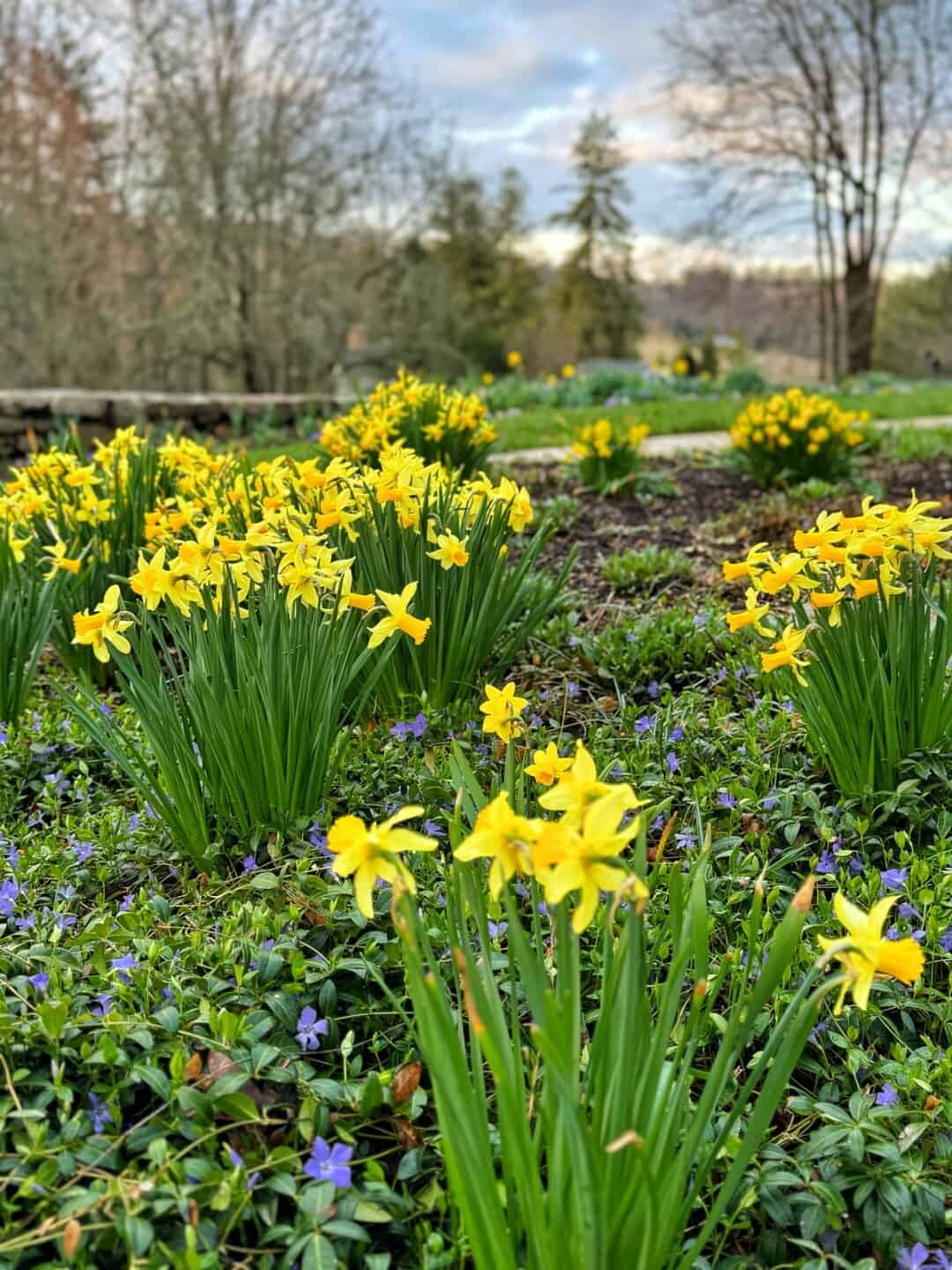 The Best Early Spring Flowers for a Gorgeous Garden Display - Bricks ’n ...