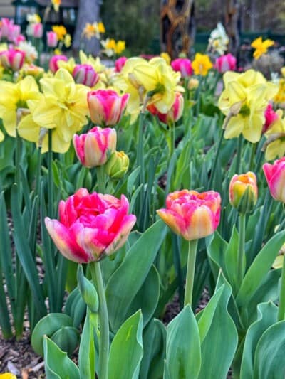 Tulip Garden Ideas: Exploring Tulip Colors and Varieties | Bricks ’n ...