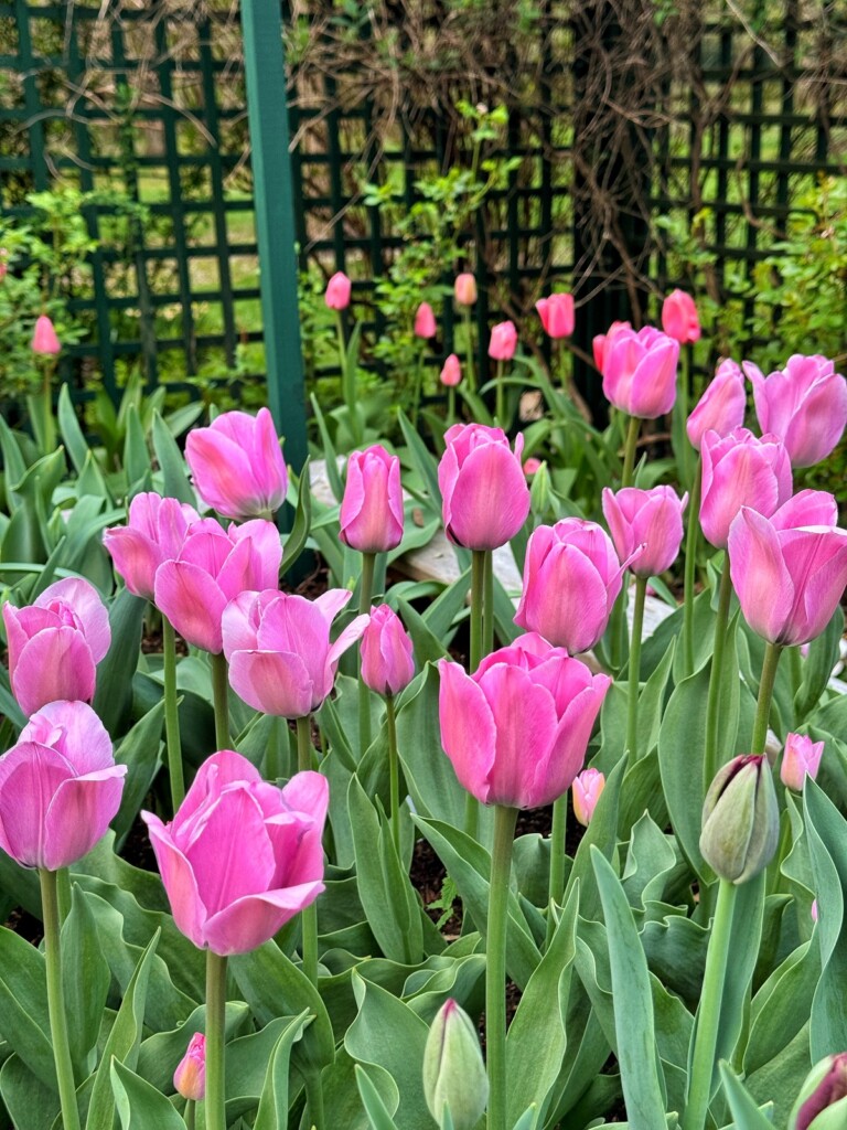 Tulip Garden Ideas: Exploring Tulip Colors and Varieties | Bricks ’n ...