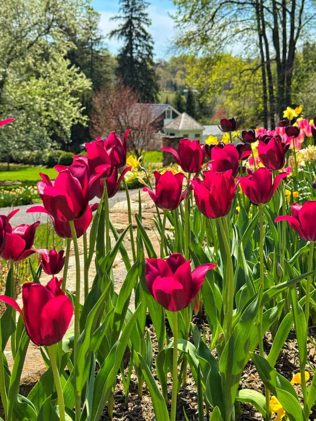Tulip Garden Ideas: Exploring Tulip Colors and Varieties | Bricks ’n ...