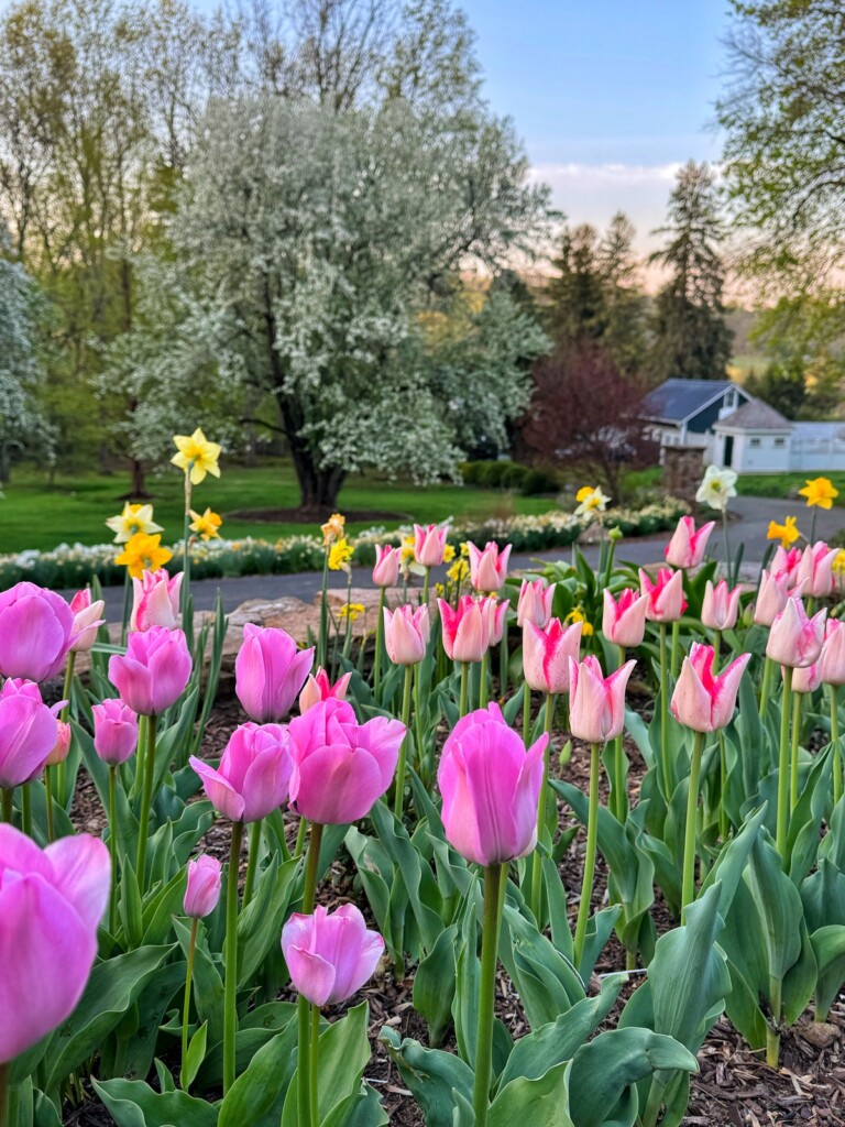 Tulip Garden Ideas: Exploring Tulip Colors and Varieties | Bricks ’n ...