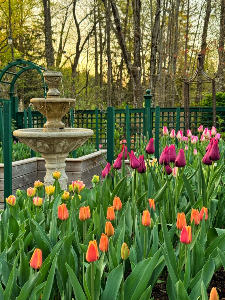 Tulip Garden Ideas: Exploring Tulip Colors and Varieties | Bricks ’n ...
