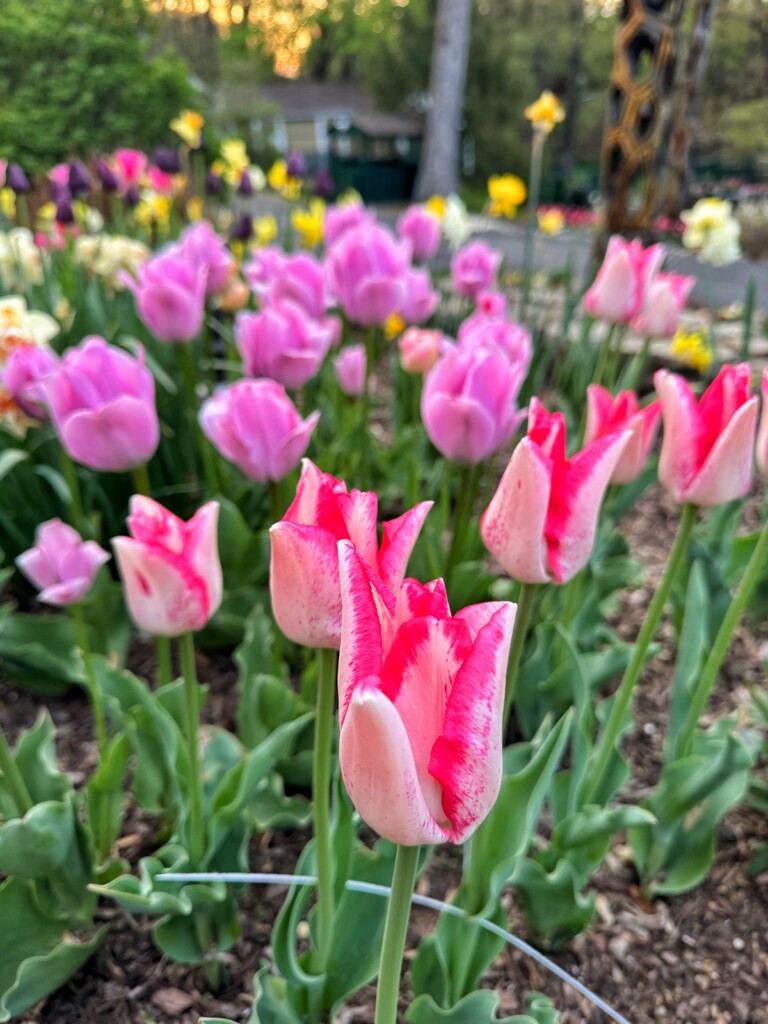 Tulip Garden Ideas: Exploring Tulip Colors and Varieties - Bricks ’n ...