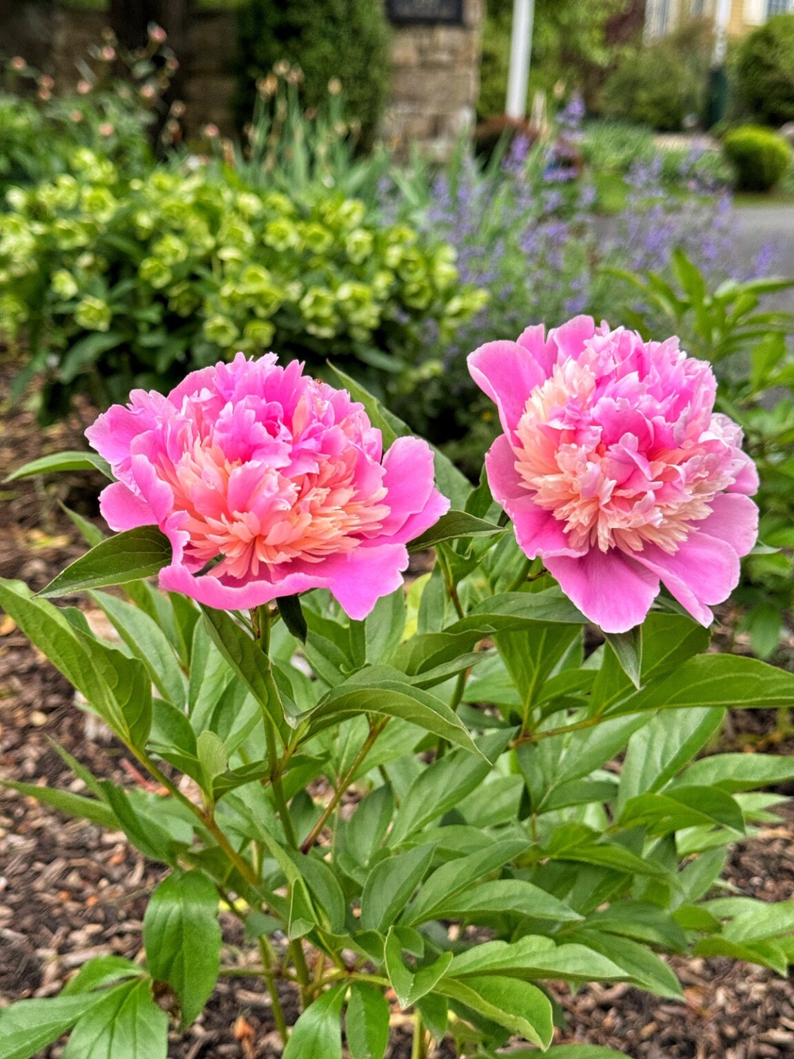 Why Your Peonies Aren’t Blooming (And How to Fix It) | Bricks ’n Blooms ...