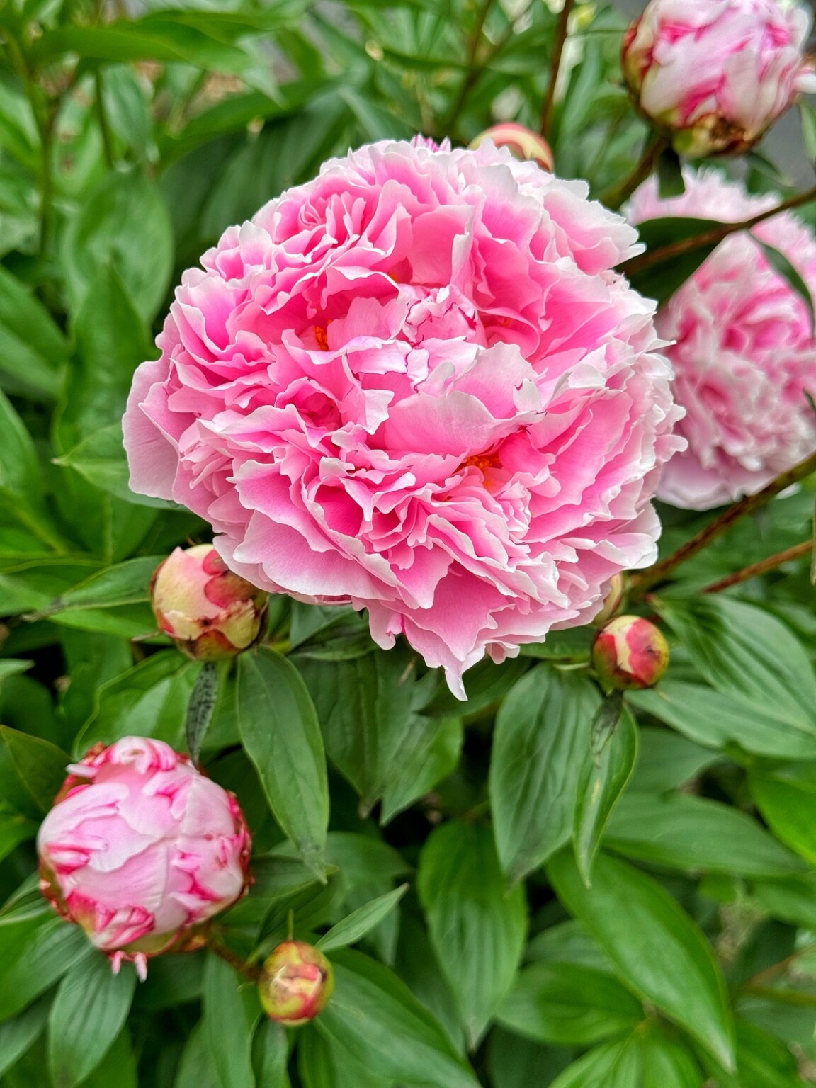 Why Your Peonies Aren’t Blooming (And How to Fix It) | Bricks ’n Blooms ...