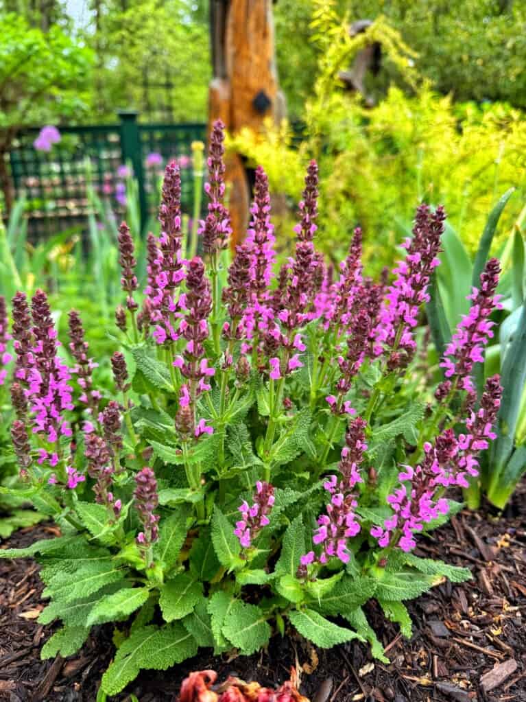 Growing Salvia Plant for a Low-Maintenance Cottage Garden | Bricks ’n ...