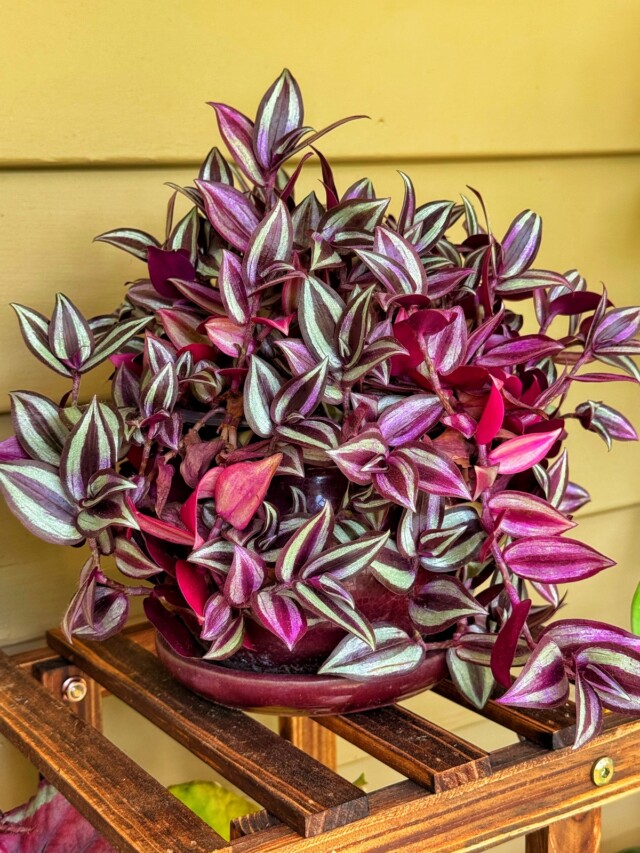 Tradescantia Care: A Beginner's Guide to Inch Plant | Bricks ’n Blooms ...