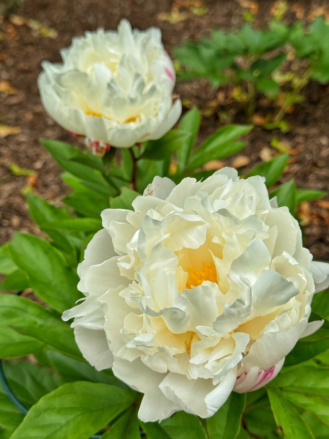 How to Plant a Peony Plant | Bricks ’n Blooms with Stacy Ling
