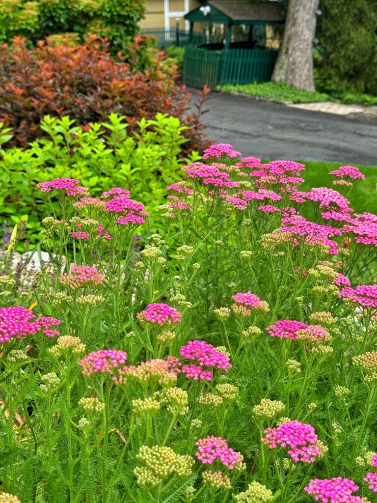 Growing Yarrow For a Stunning, Low-Maintenance Flower Garden - Bricks ...