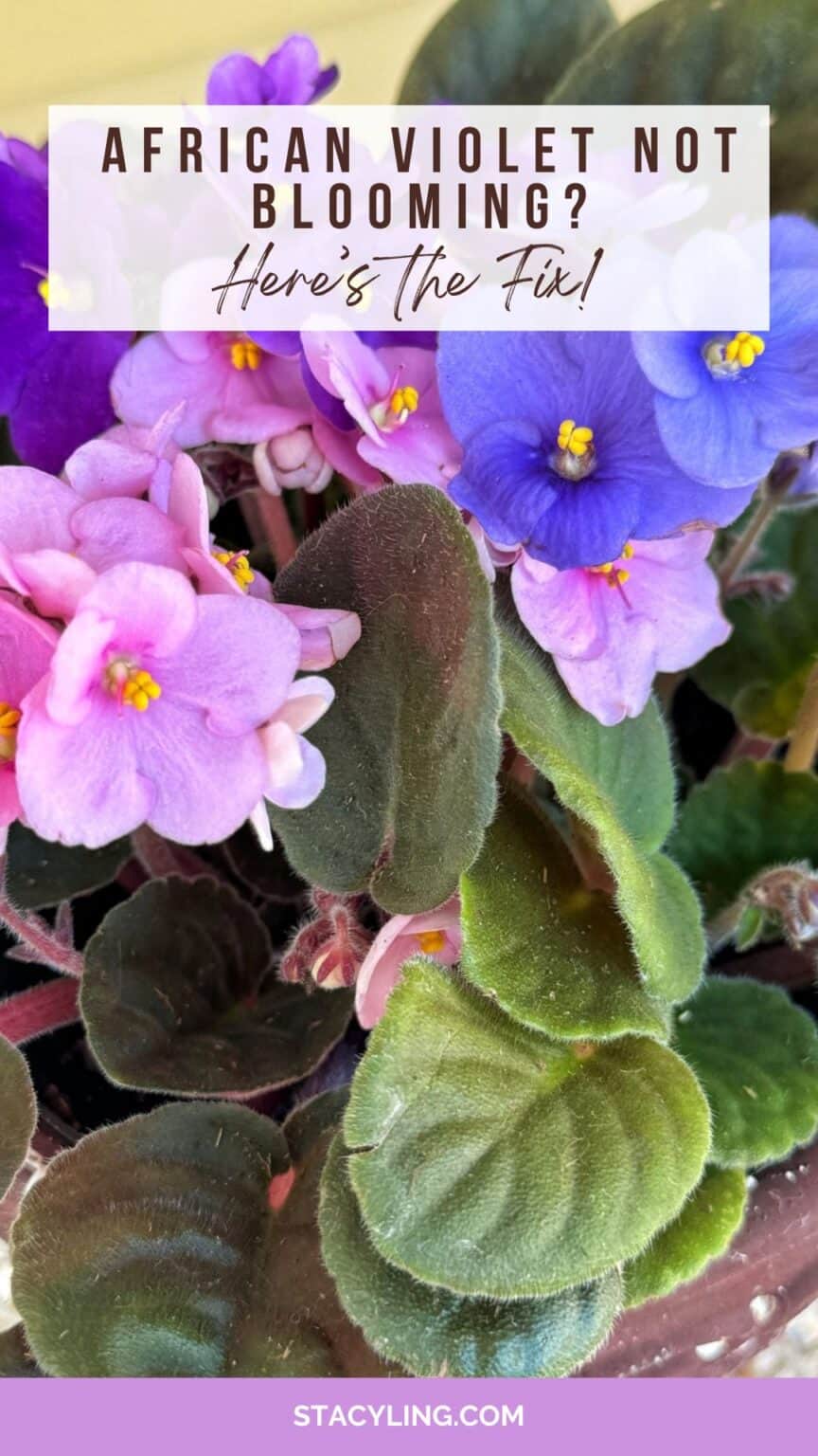 African Violet Not Blooming? Your Guide to Gorgeous Flowers Again ...
