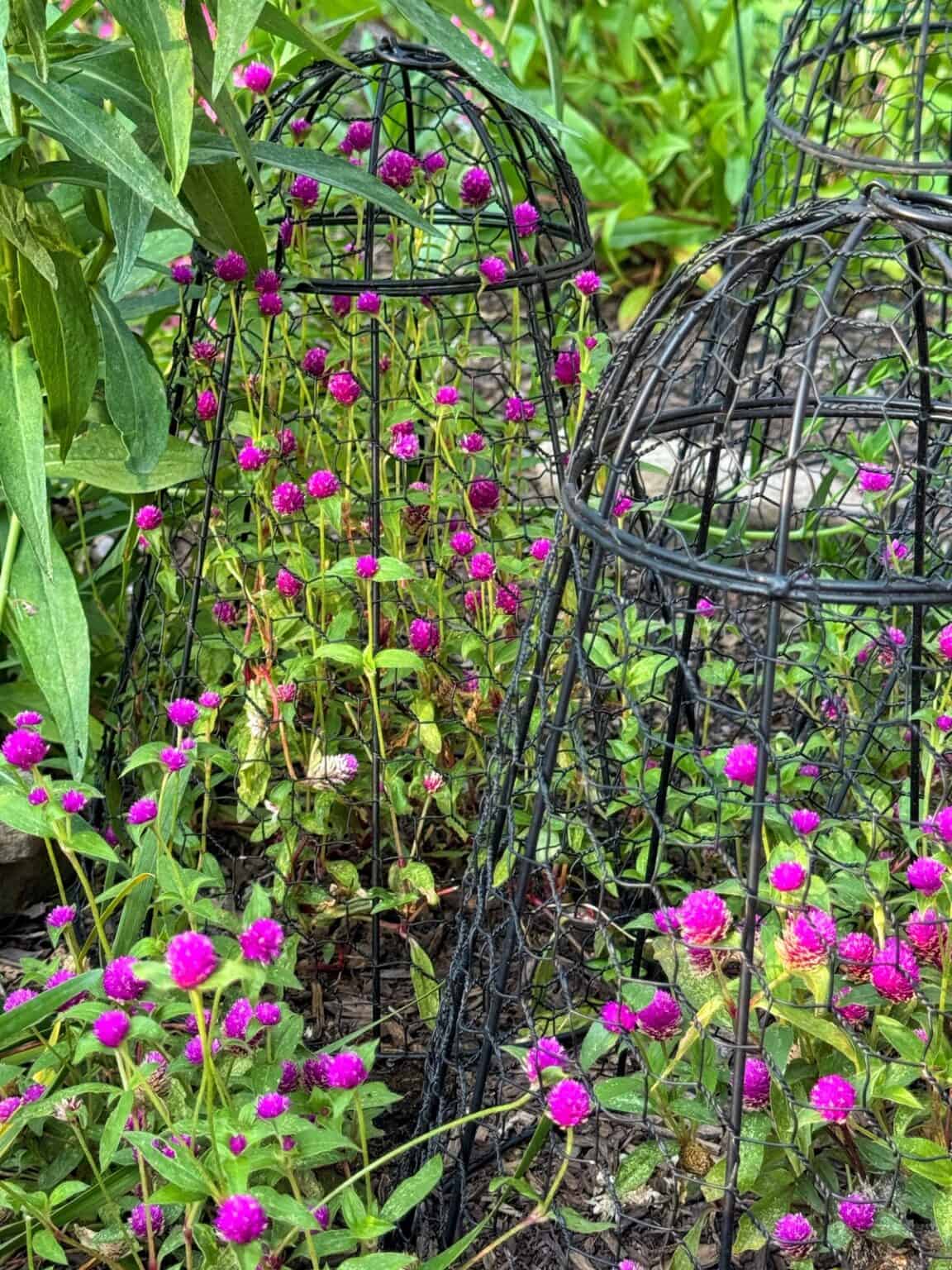 Growing Gomphrena: The Easy Cut Flower That Keeps Blooming | Bricks ’n ...