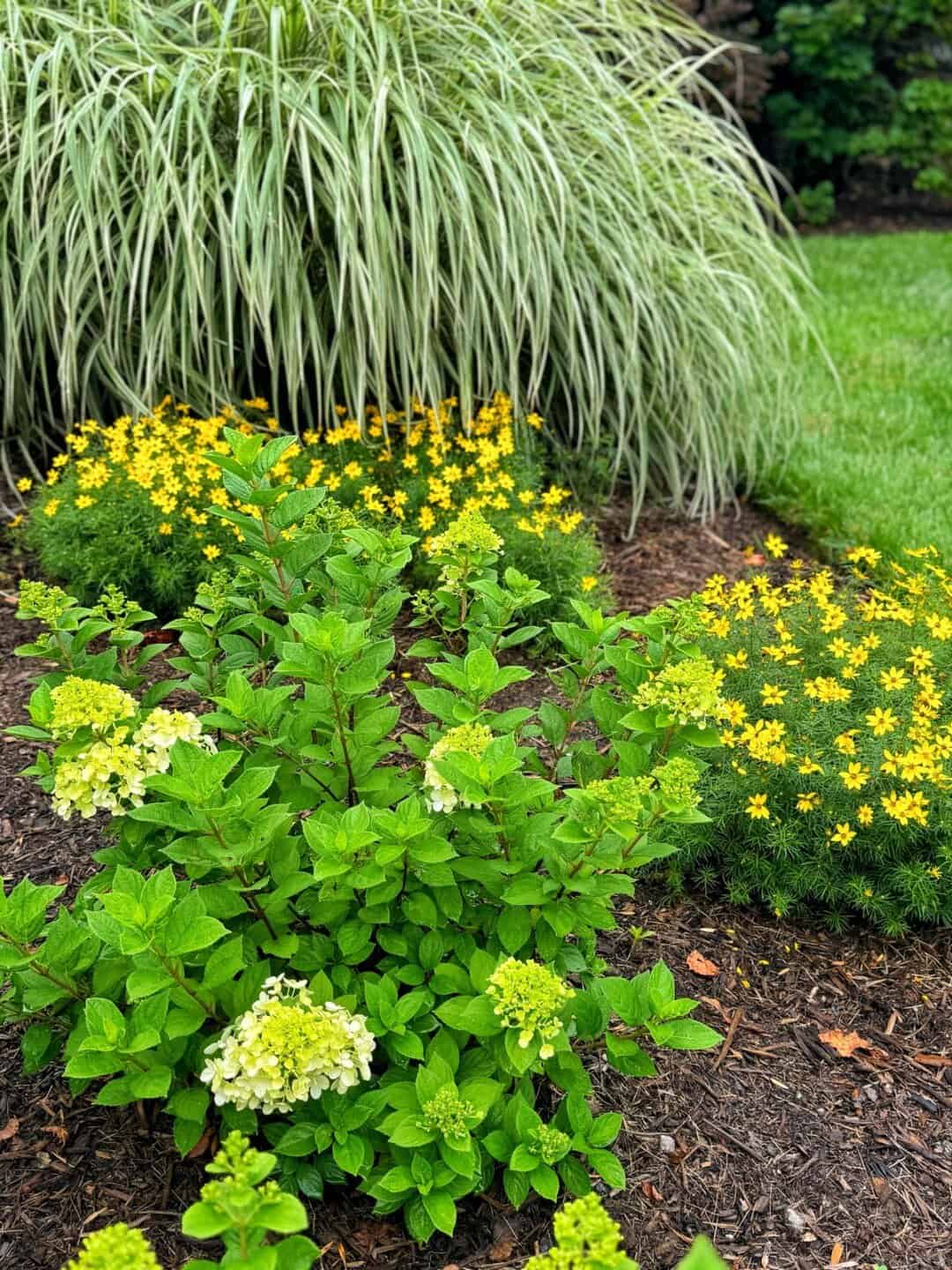 How to Grow Coreopsis (Tickseed) for a Low-Maintenance Cottage Garden ...