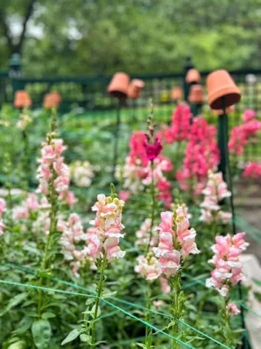 How to Grow Snapdragons: A Complete Guide from Seed to Bloom | Bricks ...