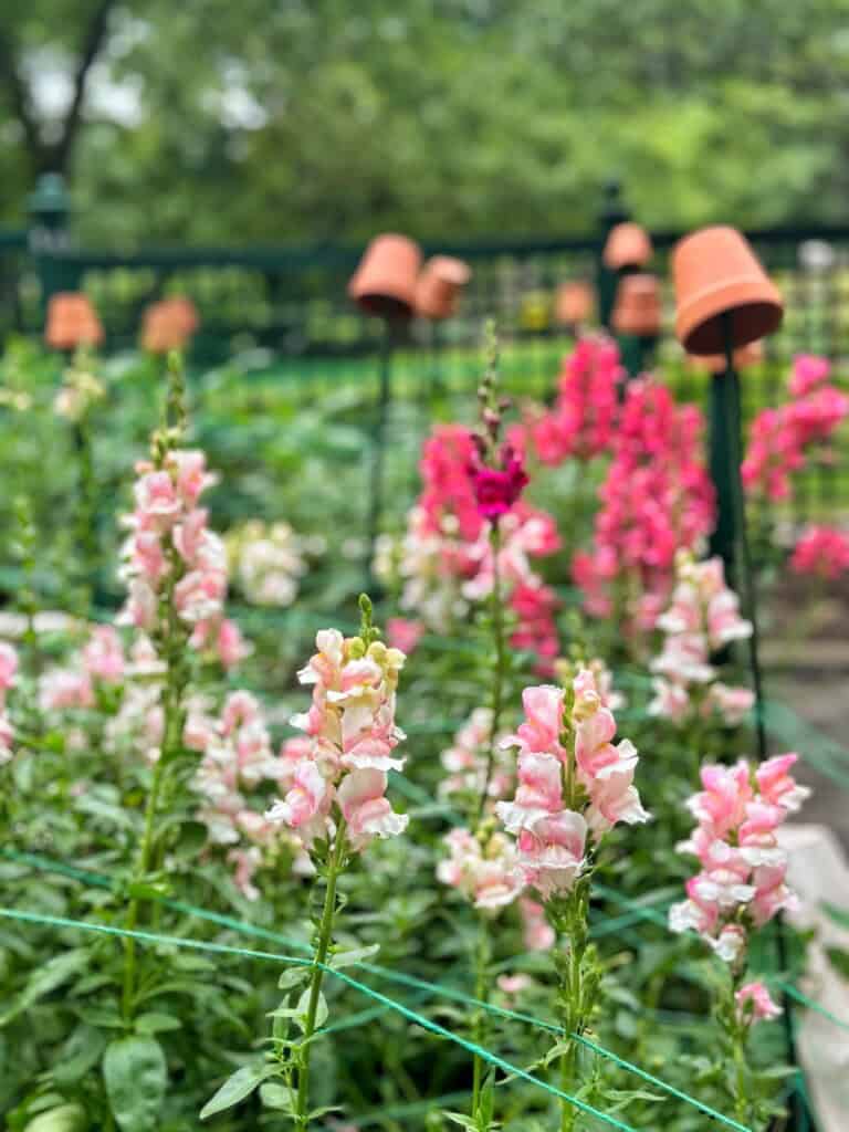 How to Grow Snapdragons: A Complete Guide from Seed to Bloom | Bricks ...