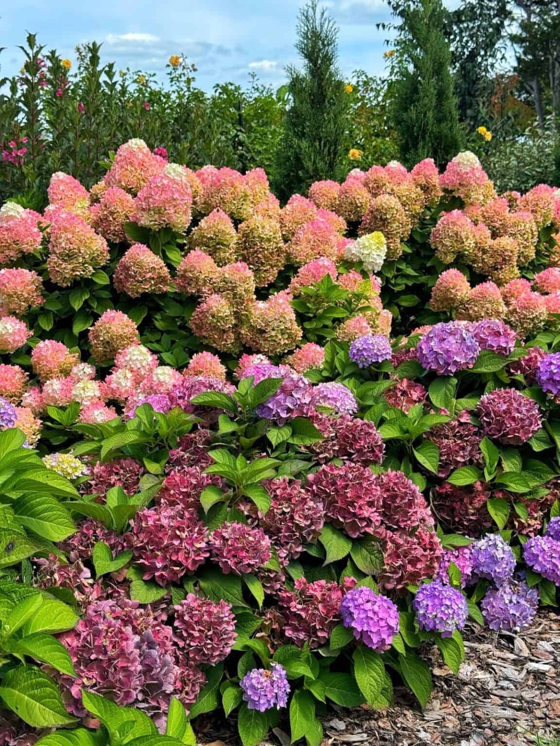 Hydrangea Arrangements: Creating Stunning Bouquets from Your Garden ...