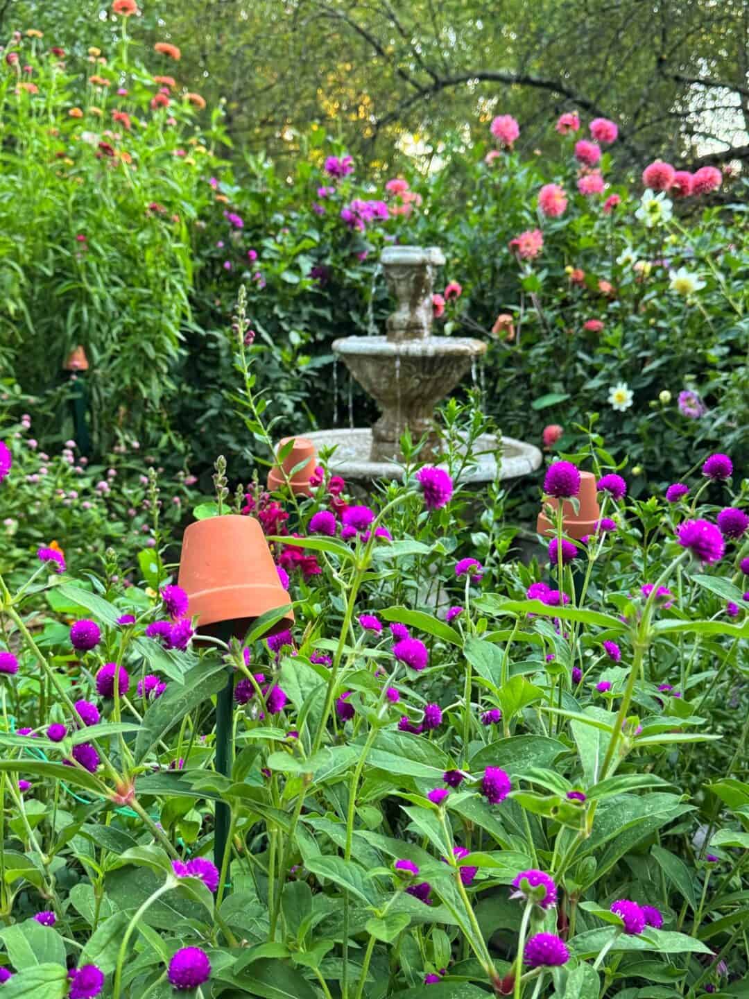 Growing Gomphrena: The Easy Cut Flower That Keeps Blooming | Bricks ’n ...