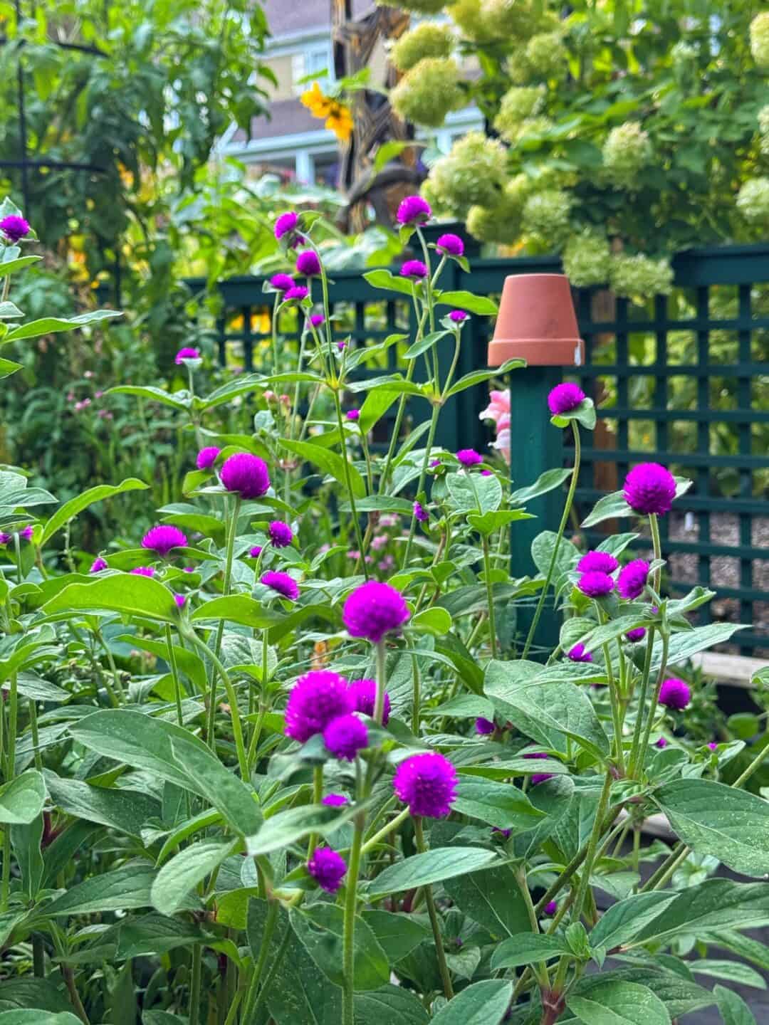 Growing Gomphrena: The Easy Cut Flower That Keeps Blooming | Bricks ’n ...