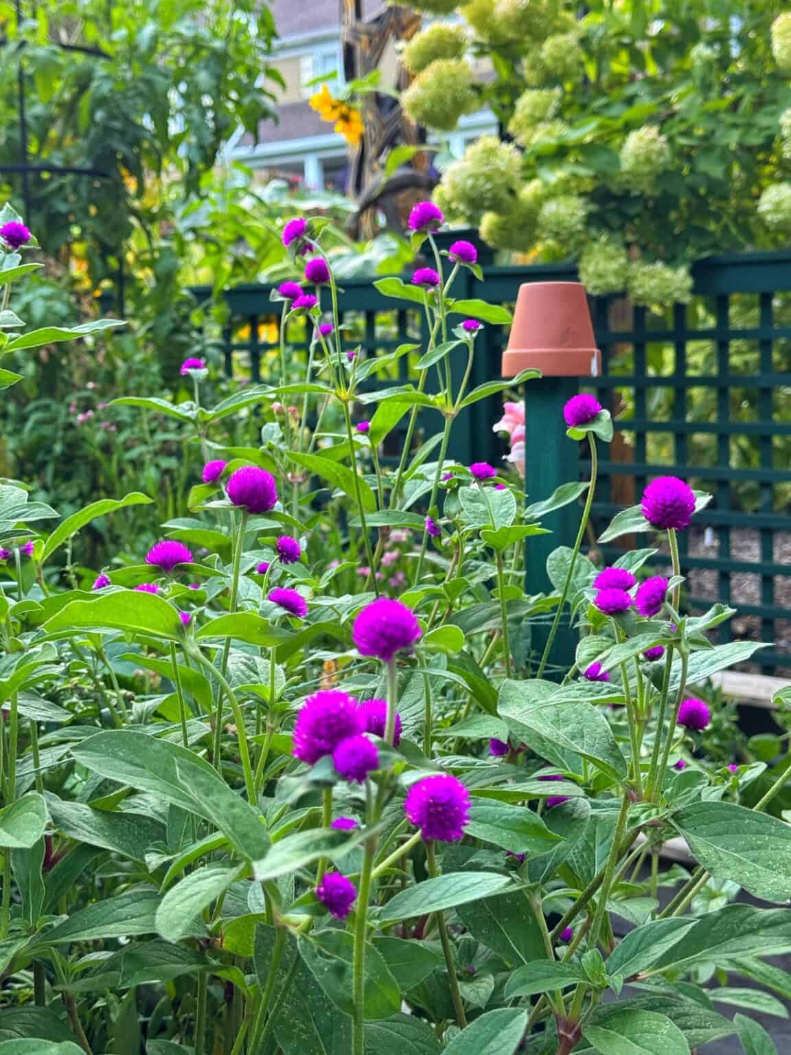 Growing Gomphrena: The Easy Cut Flower That Keeps Blooming | Bricks ’n ...