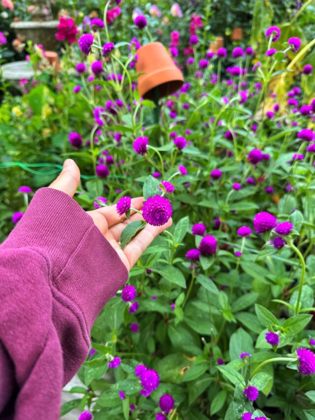 Growing Gomphrena: The Easy Cut Flower That Keeps Blooming | Bricks ’n ...