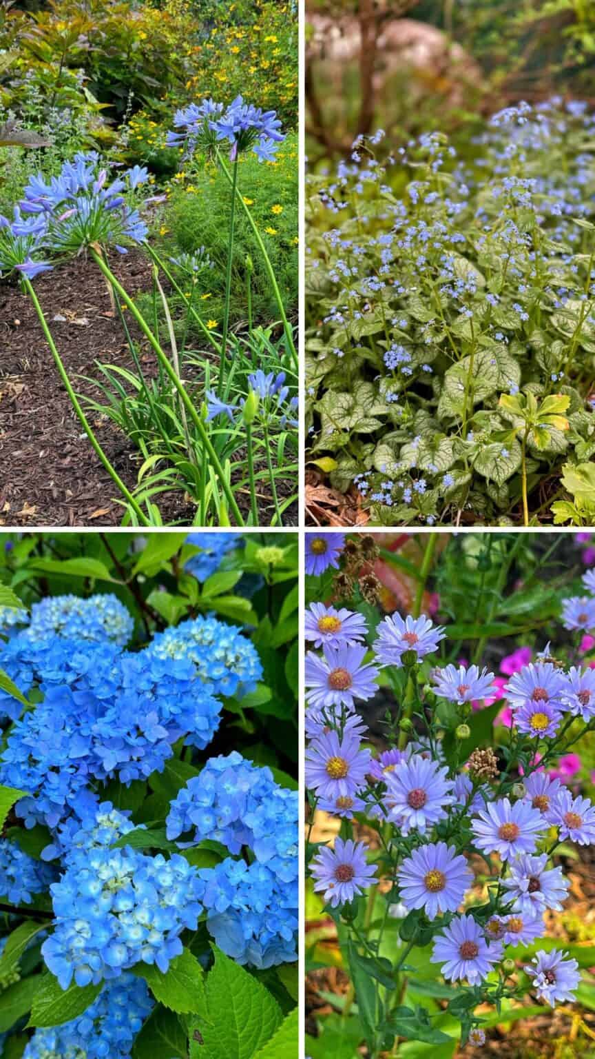 The Best Blue Flowers for Every Corner of Your Garden (Sun, Shade ...